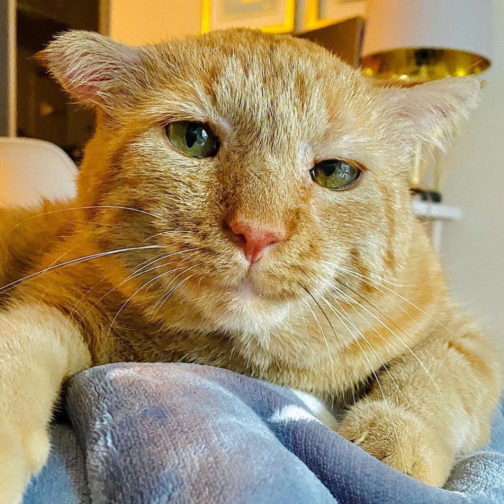 It's time to extend the lease! Bruce Willis, the famous sad cat, one ...