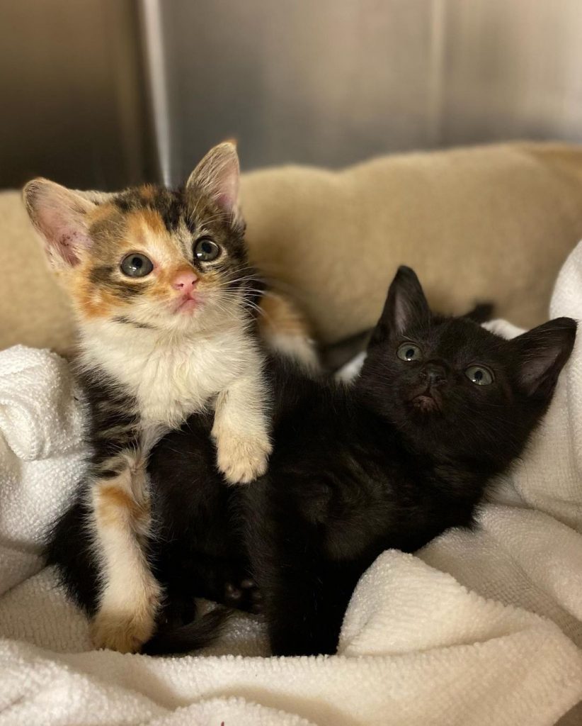 The newest fosters in Florida's renowned cat cop's care are "Wee ...