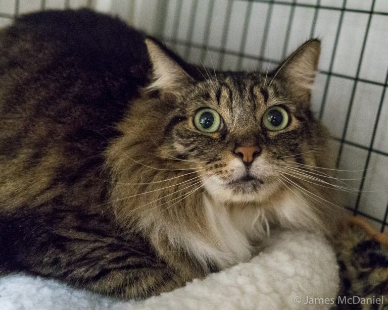 For the beloved cat she lost, a woman pays adoption fees for mature ...