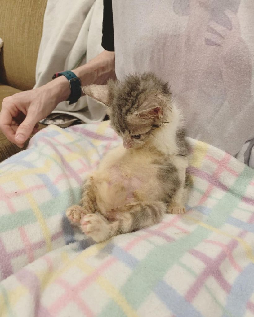 A paralysed kitten who never grows up and enjoys being the centre of ...