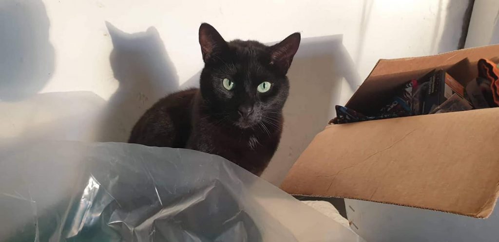 Three weeks after her airport escape, Rowdy the cat "finally let ...