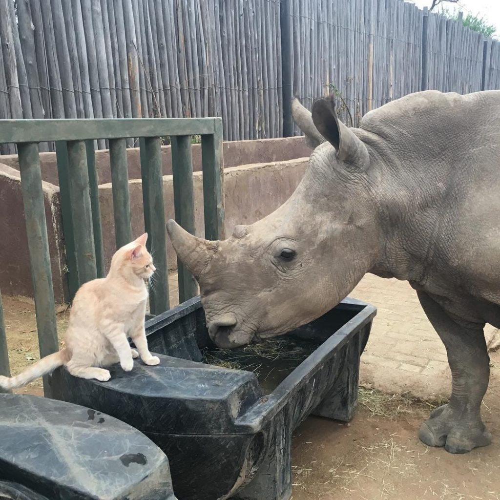 Dedicated Friendship Grows Between Brave Cat And Baby Rhino