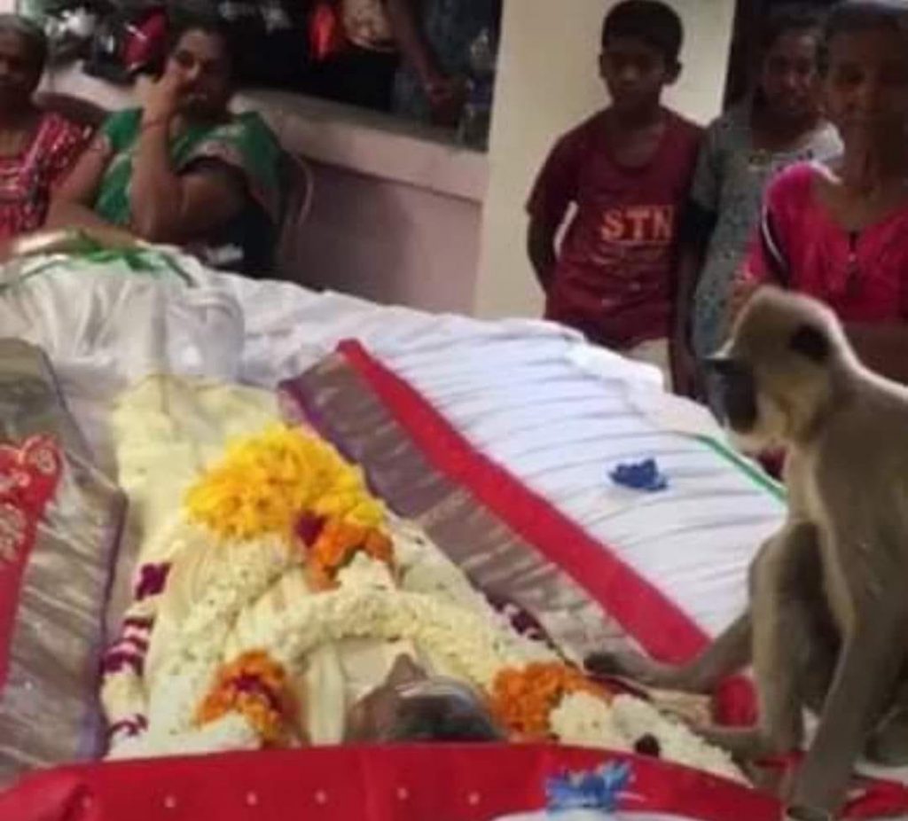 Monkey Attends Funeral To Lament The Man Who Was Kind To Her