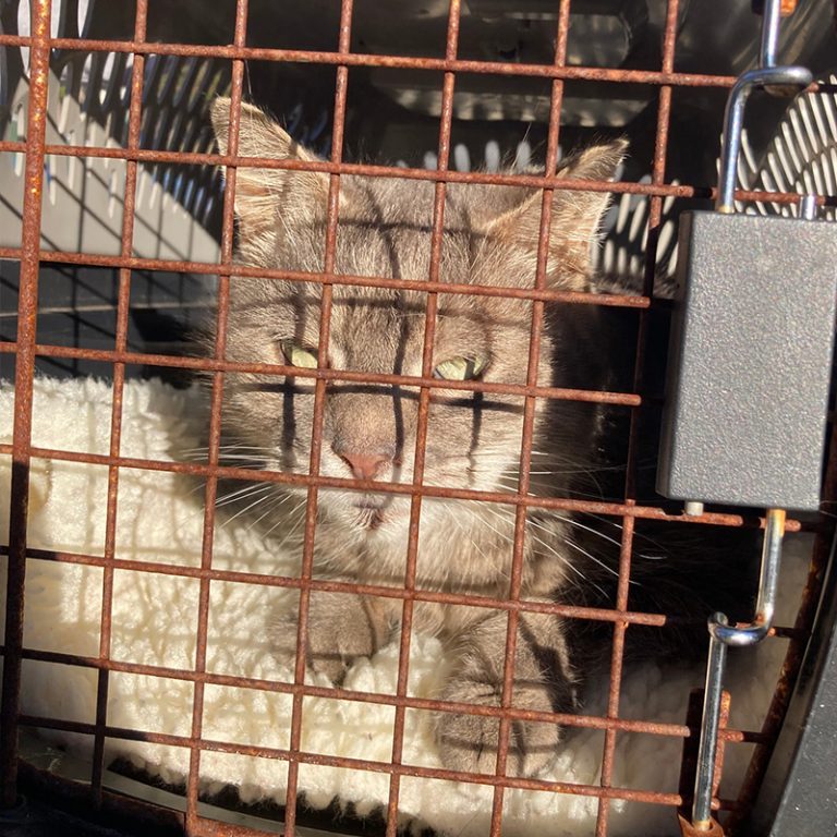 The Incredible Story of Ashes Illustrates How a Microchip Can Save A ...