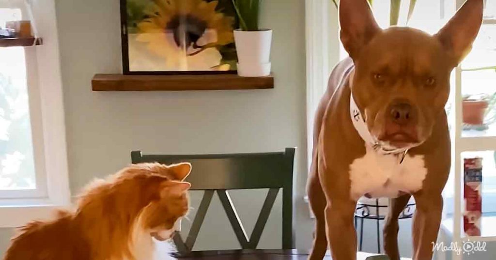 The playful Pittie who lives with the cats believes he is a cat