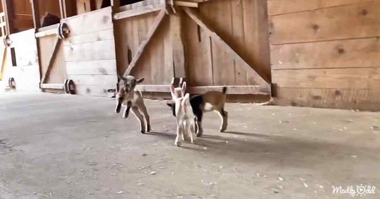The prettiest goat triplets go about with the happiest feet