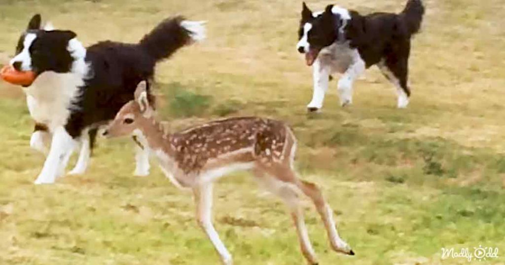 a mother Border Collie helps a newborn deer on three legs