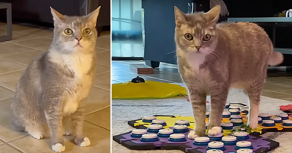 How Billi, the Talking Cat, Tricks Mom into Doing Things