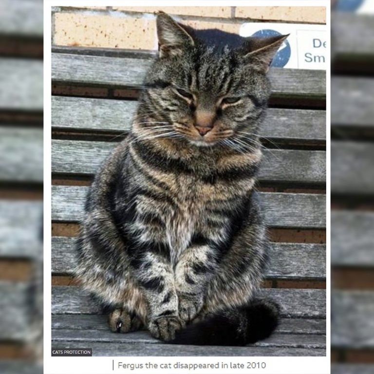 Fergus the cat is brought home by volunteers after 11 years of being gone