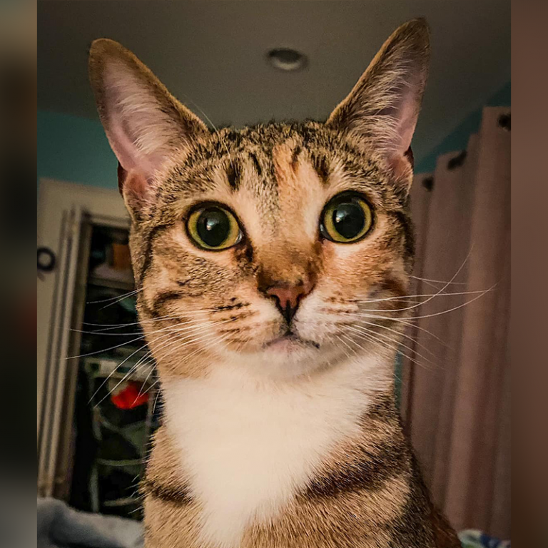 The Adventure of Floki Mountain-Climbing Cat Helps Shelter She's From