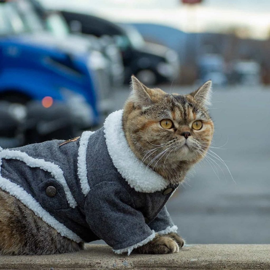 Tora, The Cat and Her Human Traveled Almost the Entire United States in ...