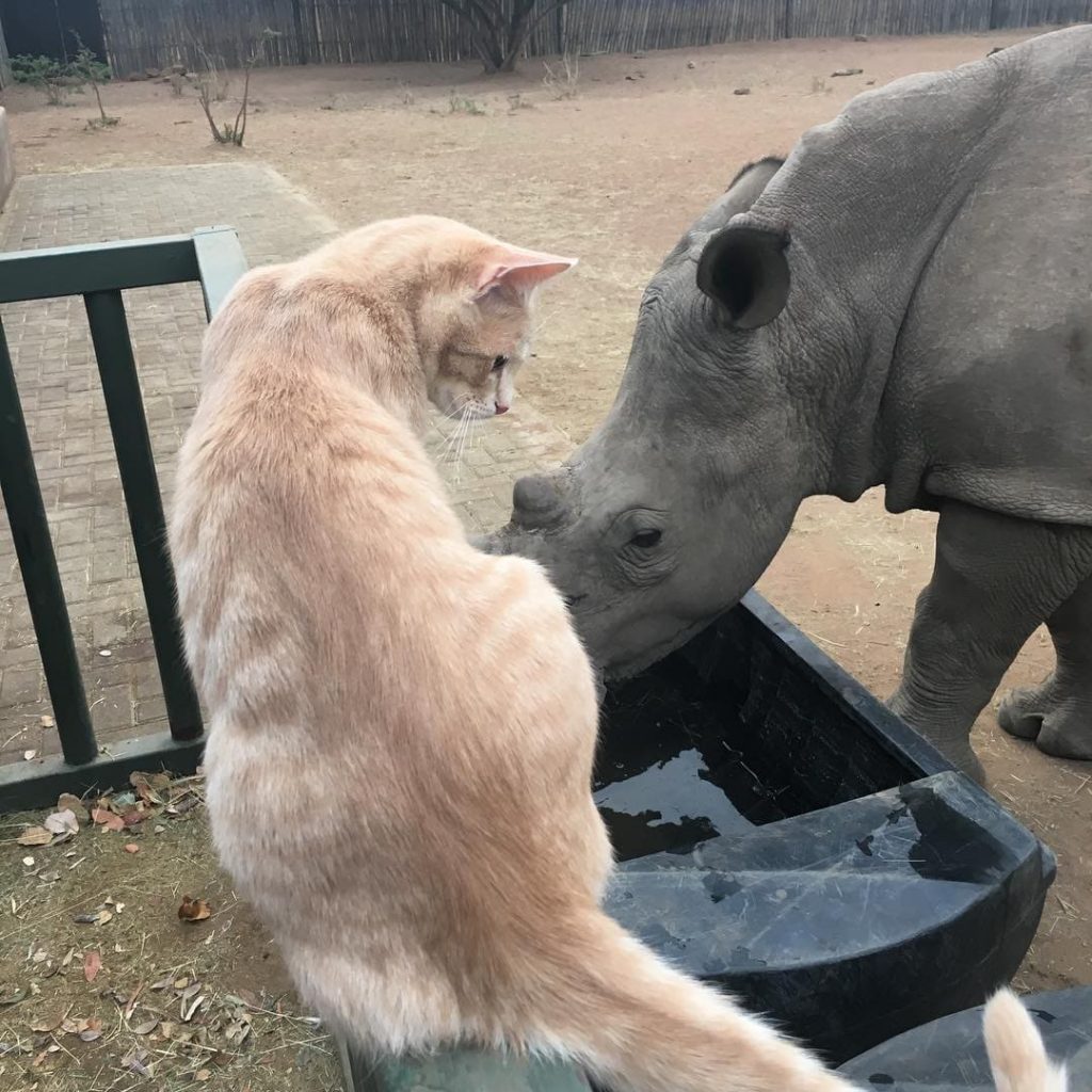 Dedicated Friendship Grows Between Brave Cat And Baby Rhino