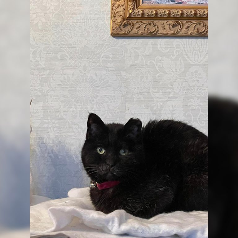 Krasnesky Manor for Wayward Cats is a Victorian opulence where rescued ...