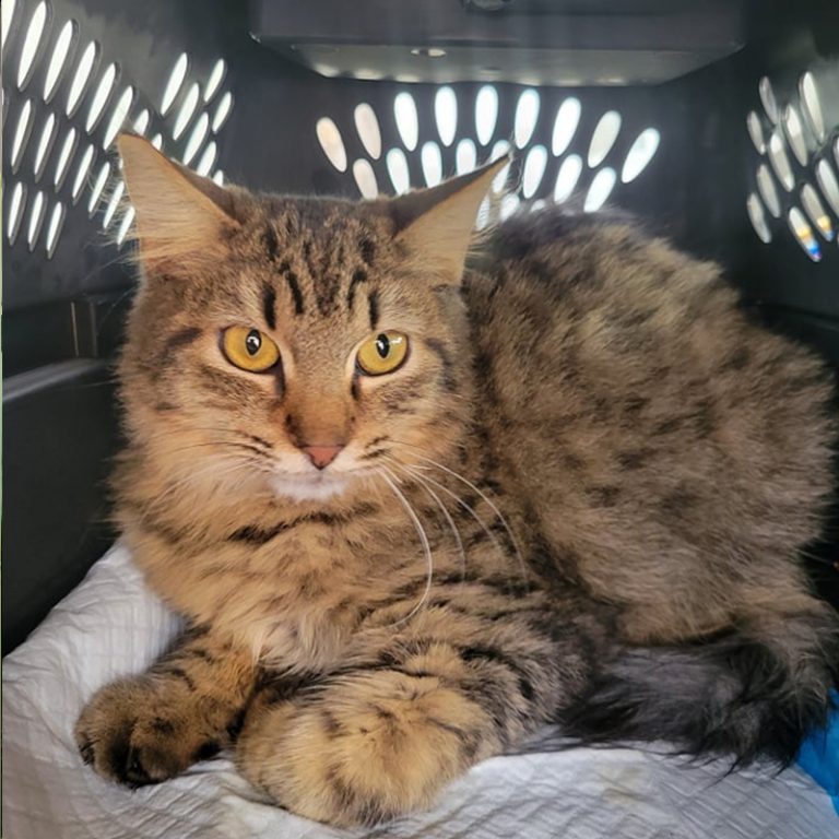 Animal Control Officer in Laredo, Texas Honored for Saving 45 Cats from ...