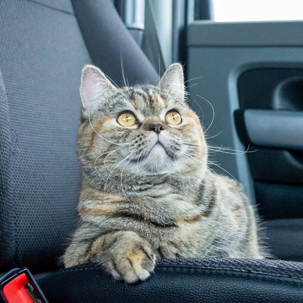 Tora, The Cat and Her Human Traveled Almost the Entire United States in ...
