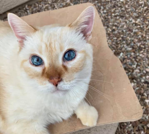 Rick James the Cat Demonstrates How Cats Are Extremely Adorable