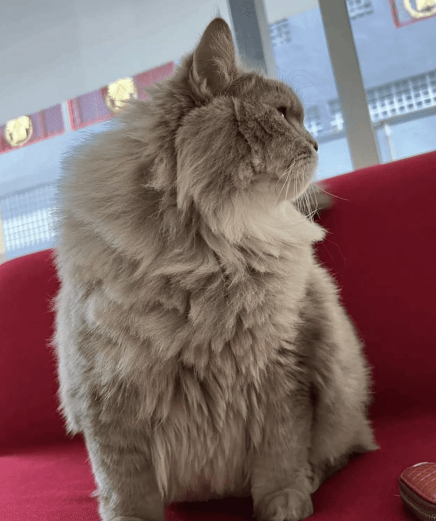 Meet Bone Bone, Thailand's Giant Fluffy Cat Who Everyone Wants A ...