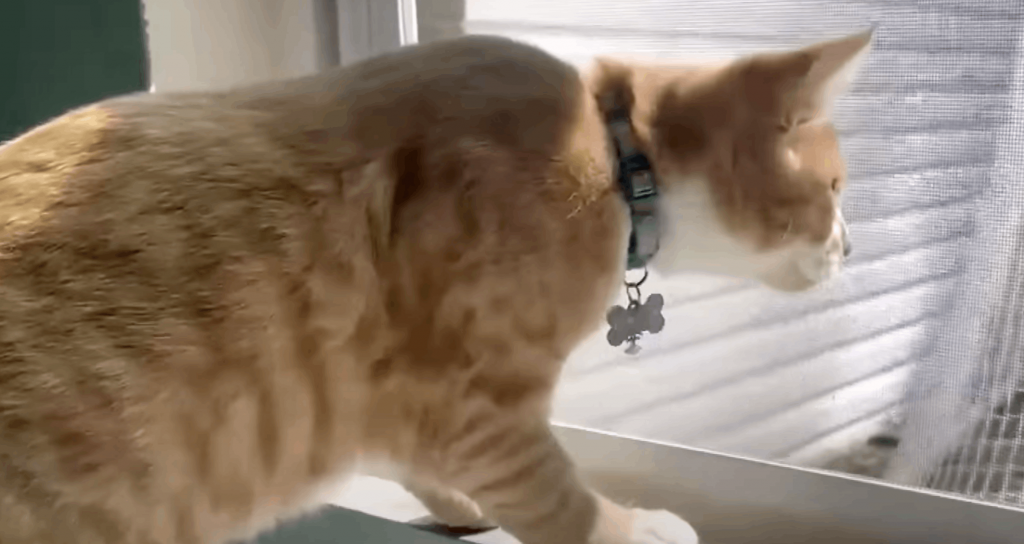 Mom awakens to the cat yelling to save everyone's lives in the middle ...