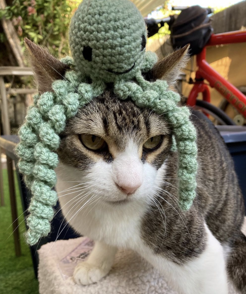 Ernie The Cat, a social media celebrity, is banned from social media ...