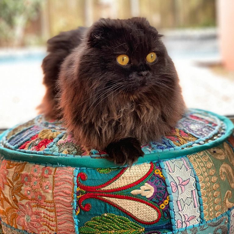 Seamus, a rescued cat, chuckles maniacally at his foolish human servants