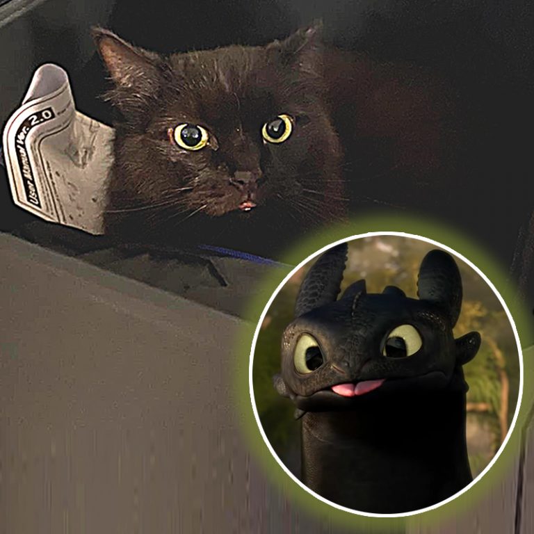 Saving "Toothless the Dragon" Cat From Tunnel by Motorcycle