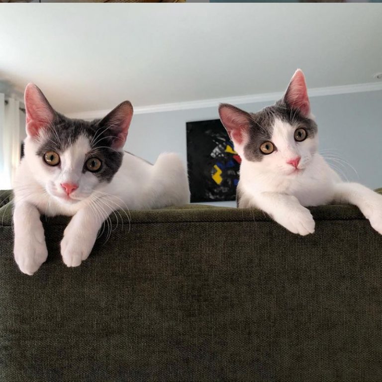 Whiskey And Pippa Twin Kittens Prove That Adopting In Pairs Is Ideal