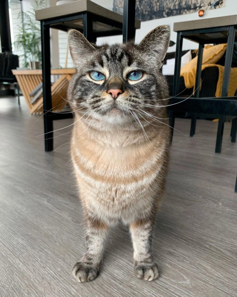 This Needy Cat Constantly Requests Hugs And Cuddles From His Father
