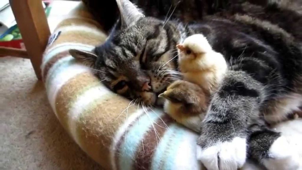 Baby chick is adopted by a cat who raises him as her own kitten
