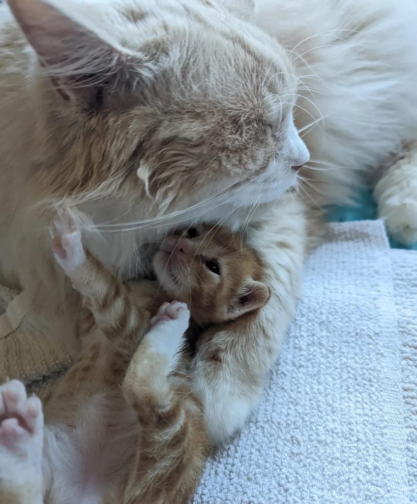 Family Cat Steps in to Parent a Kitten Left Alone and Doesn't Leave His ...
