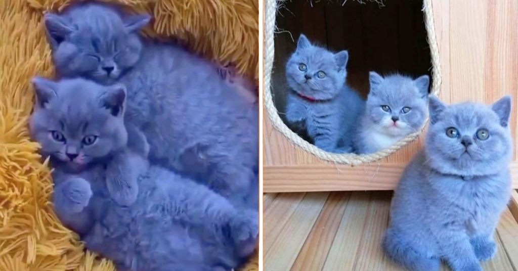The Teddy Bear Of The Cat World Is Here! Meet The Cute Blue British ...