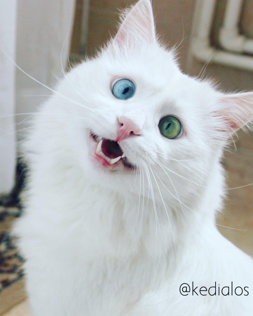 The Most Mesmerizing Eyes Of Different Colors Are On The Snow-White Cat