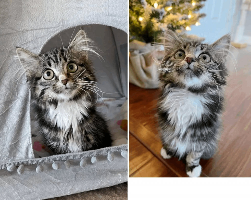 Paralyzed Kitten Determinate to Enjoy Life Like Other Cats, Win ...