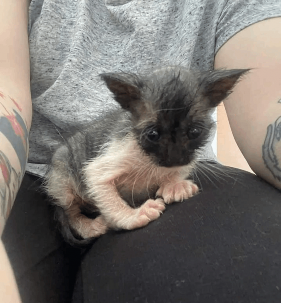 After Being discovered in a severe storm, the kitten begins to regrow ...