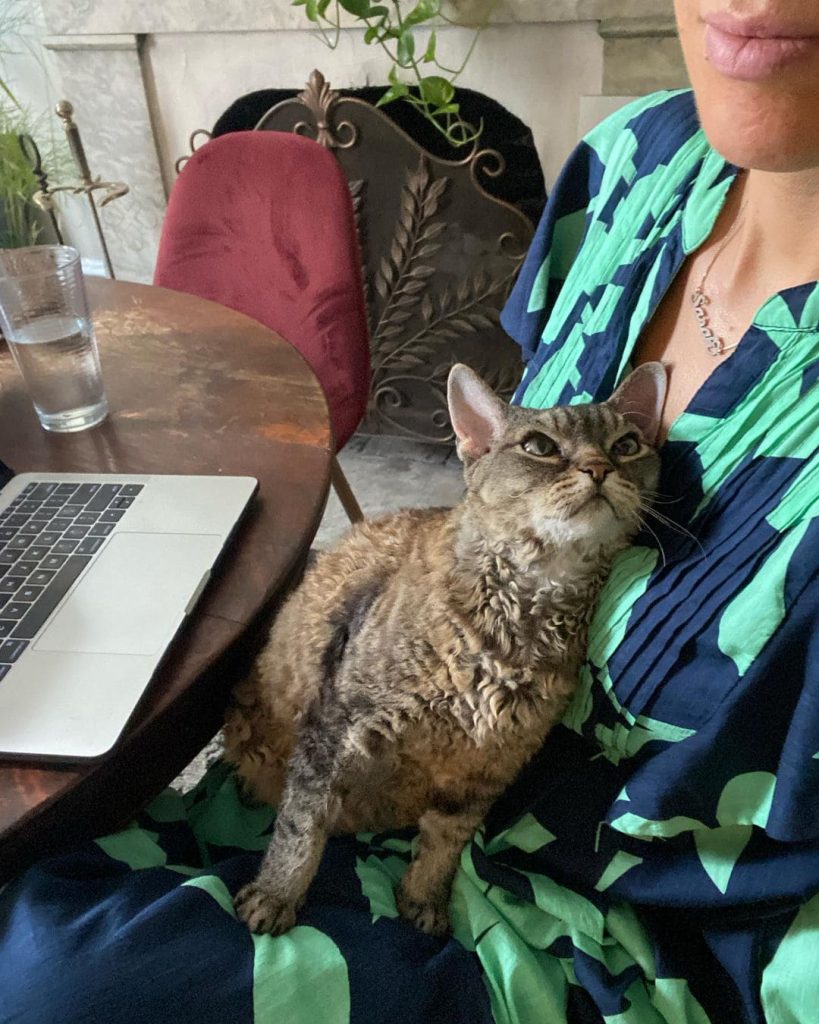 Unadoptable grumpy cat transforms into cuddle bug