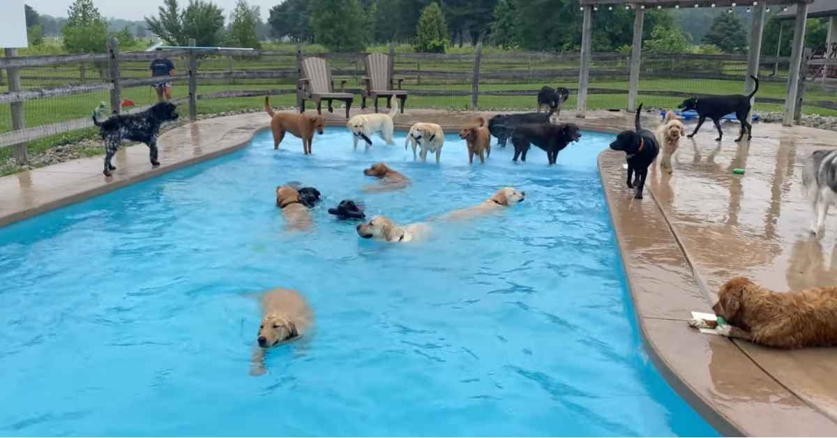 Puppies leap into a Swimming Pool to Cool off on a Hot day