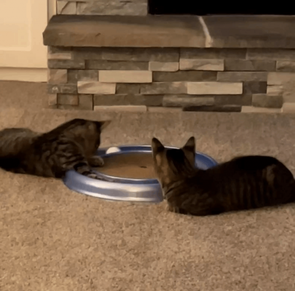 Shelter Stirs Up Conversation With Cute "Two-Headed Cat" Photo