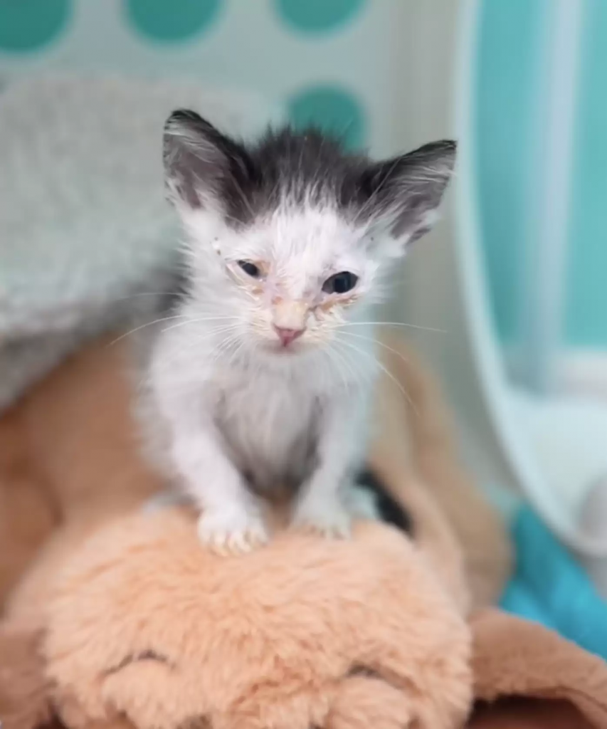 Tiny Kitten With the Most Gorgeous Glow-Up Almost Lost It