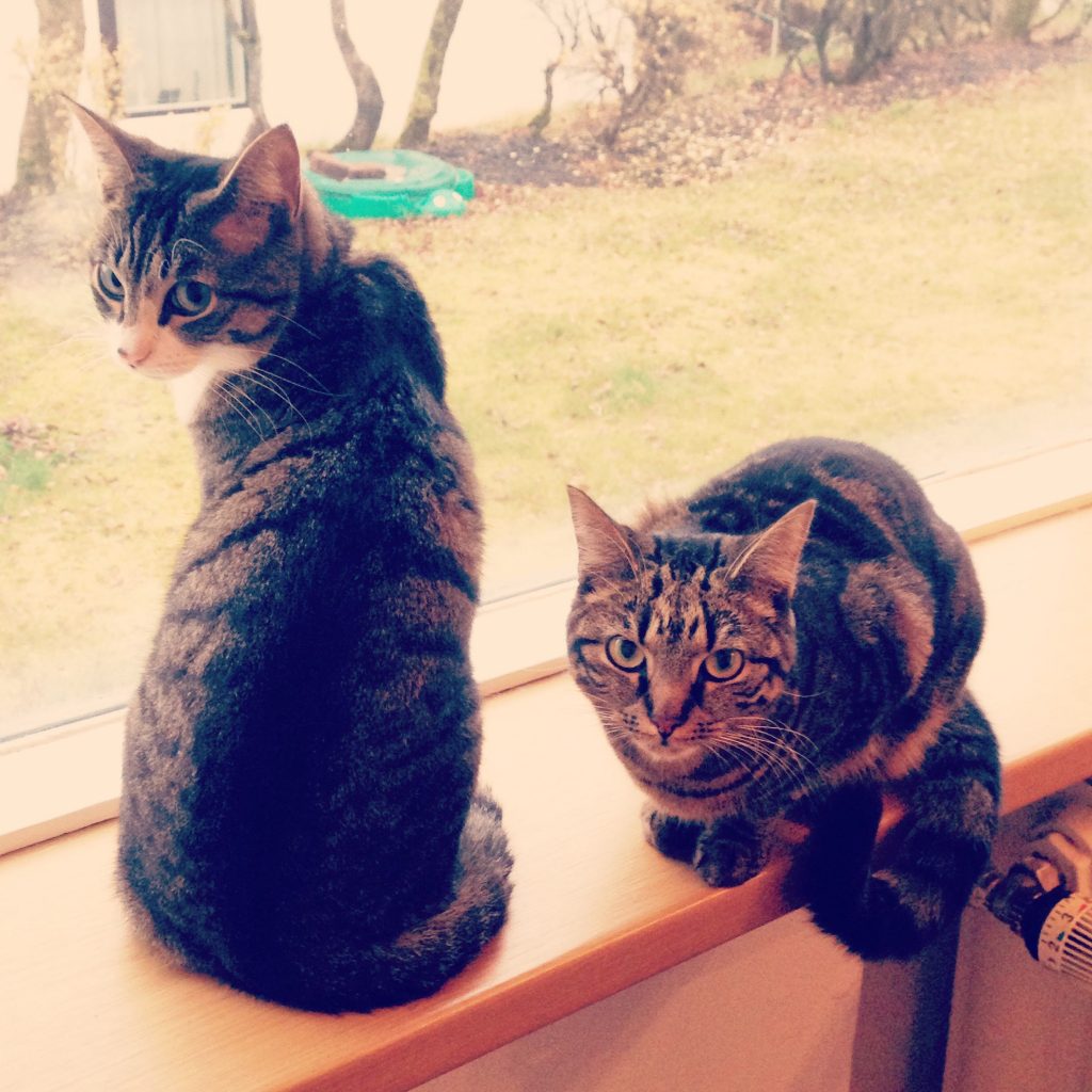 Tabby and the neighbor's cat form an unbreakable friendship ~ Cat ...