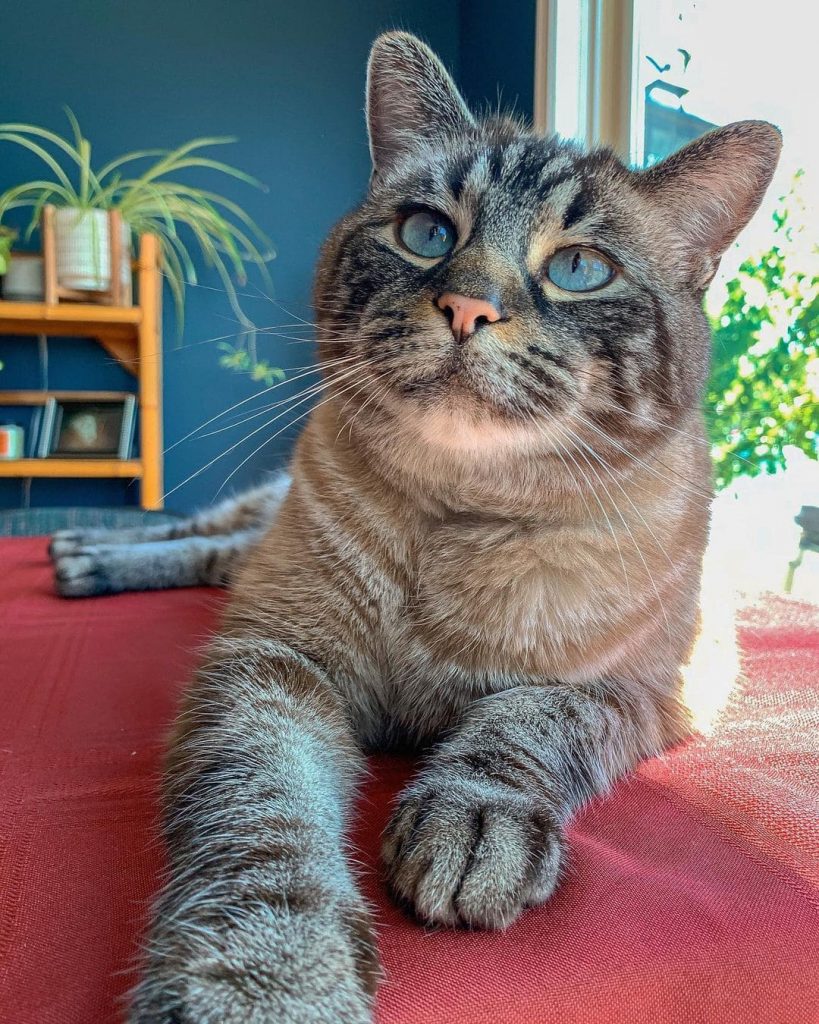 This Needy Cat Constantly Requests Hugs And Cuddles From His Father