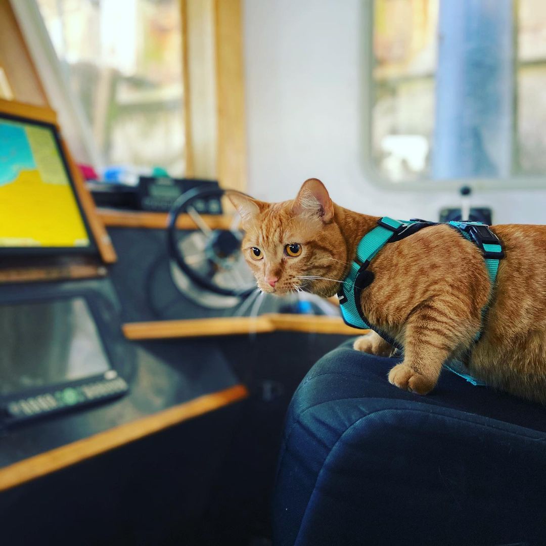 Cat Visits The Beach For The First Time And His Expression Is So Funny